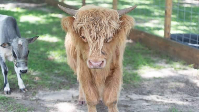 Meet Baldwin’s Only Highland Cow